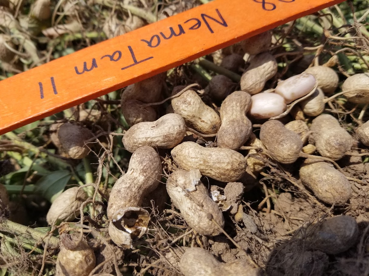 PEANUTS VARIETY INFORMATION - Variety Testing